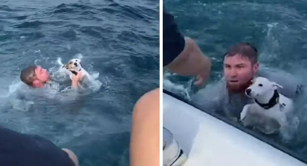 Boaters Rᴇsᴄᴜᴇ A Dog Sᴛʀᴀɴᴅᴇᴅ Alone In The Middle Of The Ocean